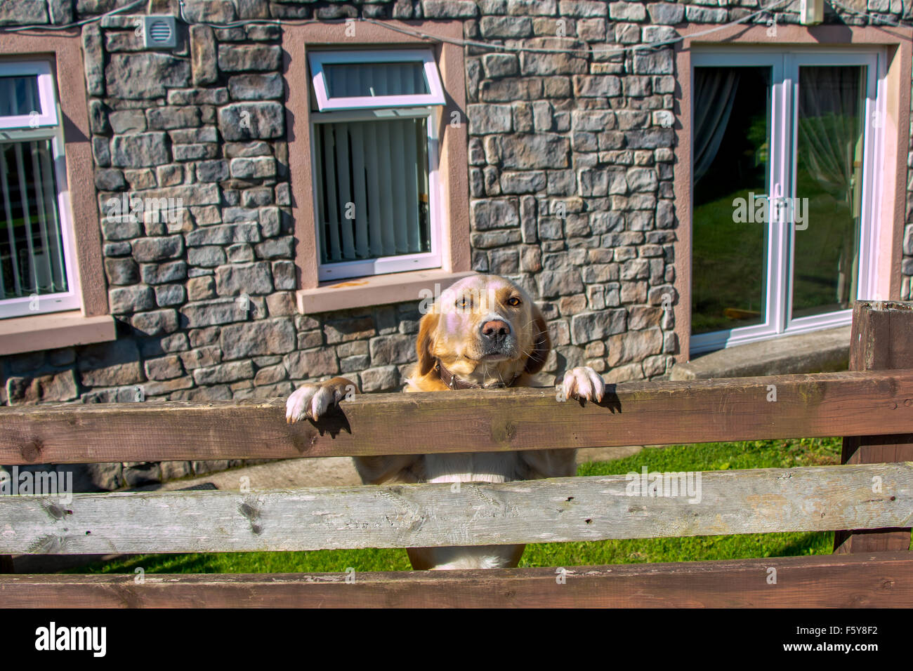 Security guard dog hi-res stock photography and images - Alamy