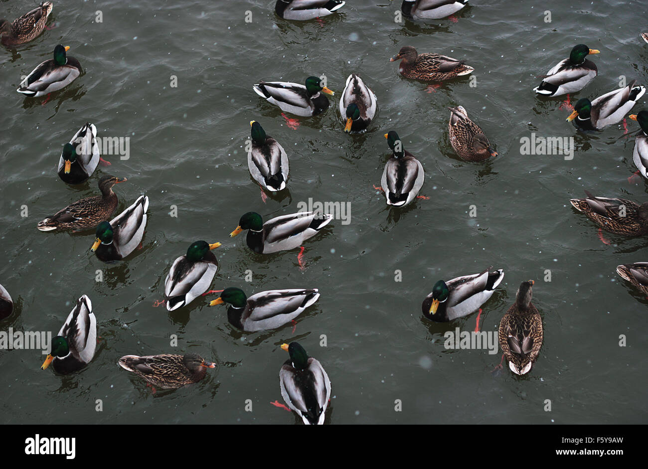 Ducks swimming in the winter pond. View above Stock Photo - Alamy