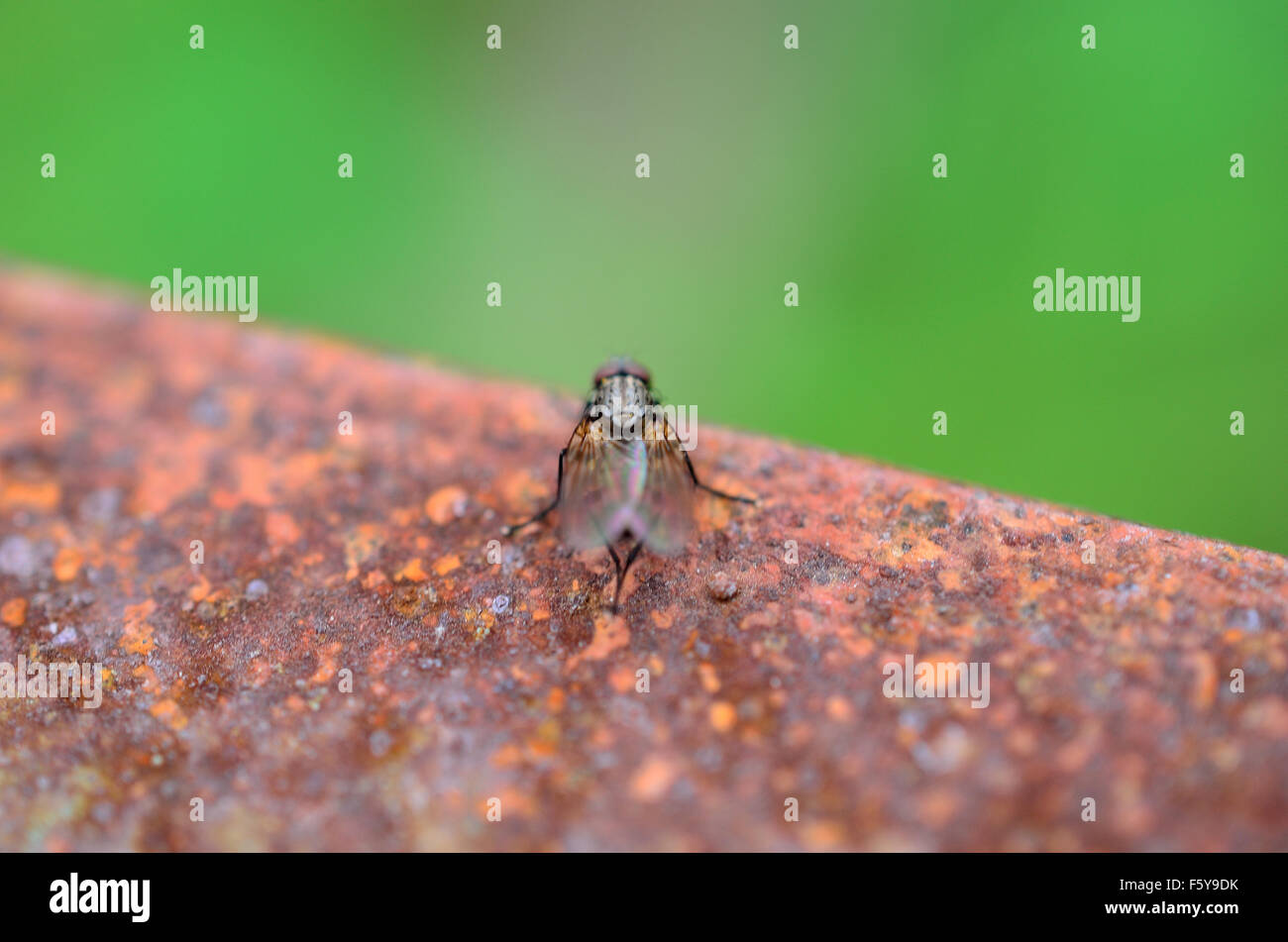 small fly on rusted metal plate macro Stock Photo - Alamy