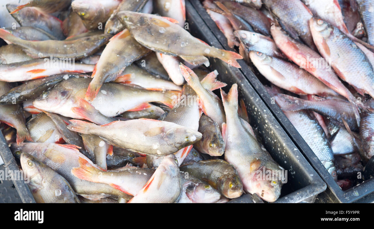 fresh fish at a market Stock Photo - Alamy