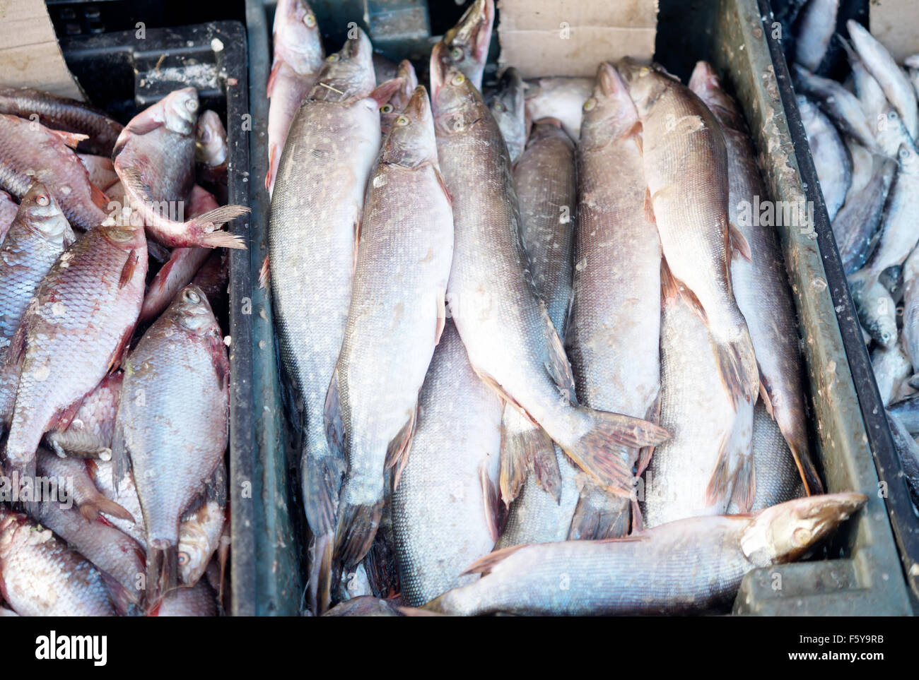 fresh fish at a market Stock Photo - Alamy