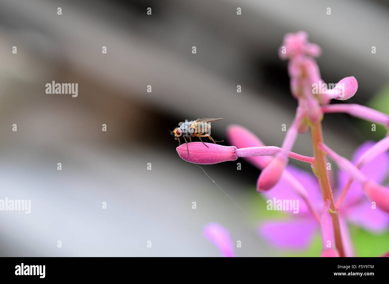 small majestic colorful fly sitting on the tip of a pink flower petal ...
