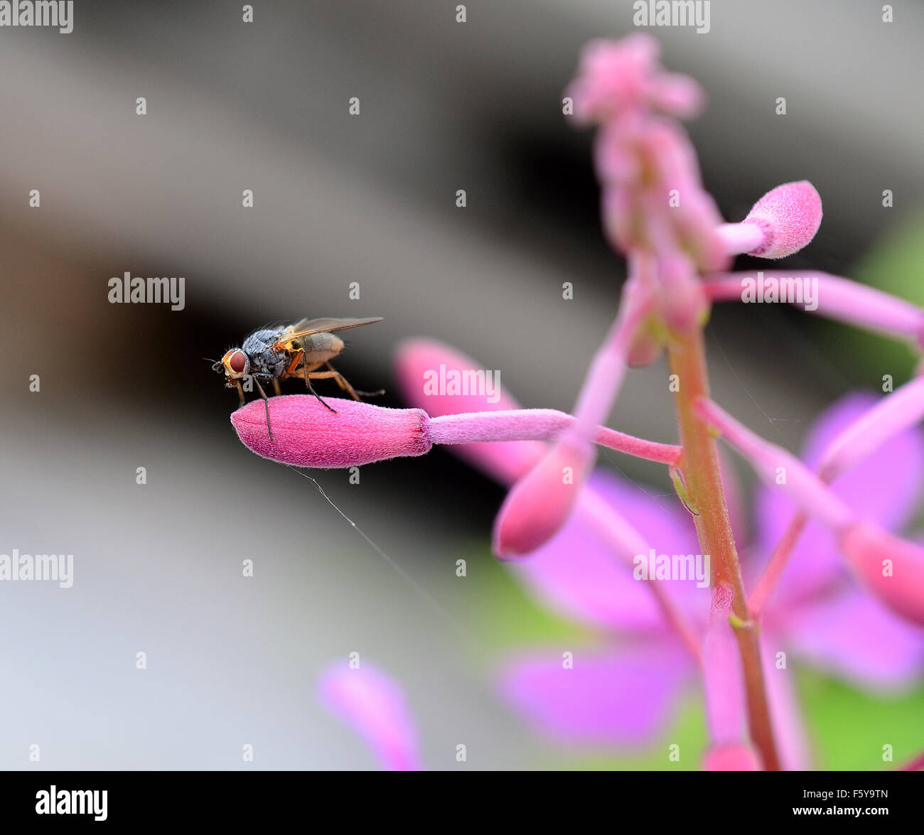 small majestic colorful fly sitting on the tip of a pink flower petal ...