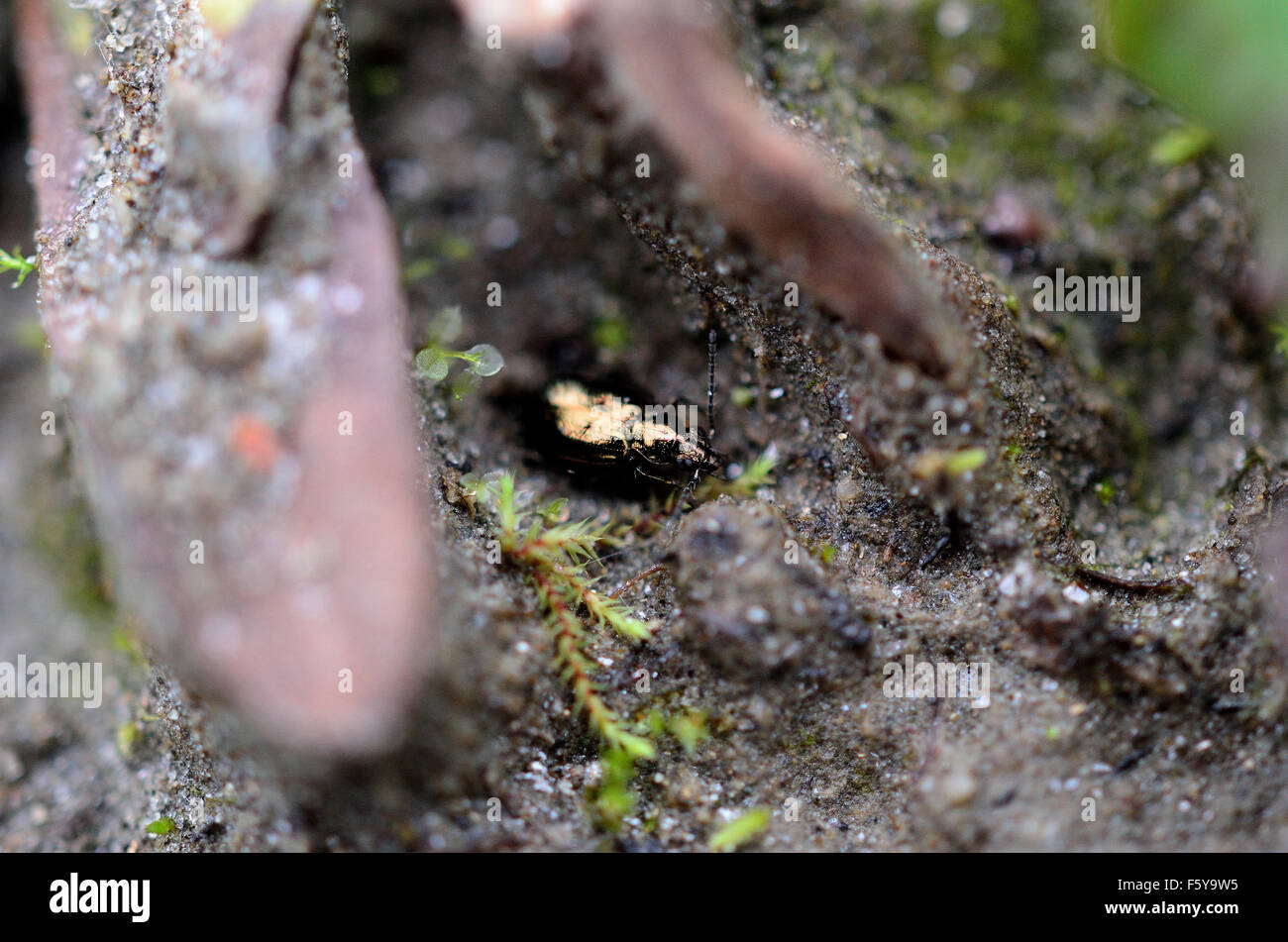 small golden beetle on forest floor macro photo Stock Photo - Alamy