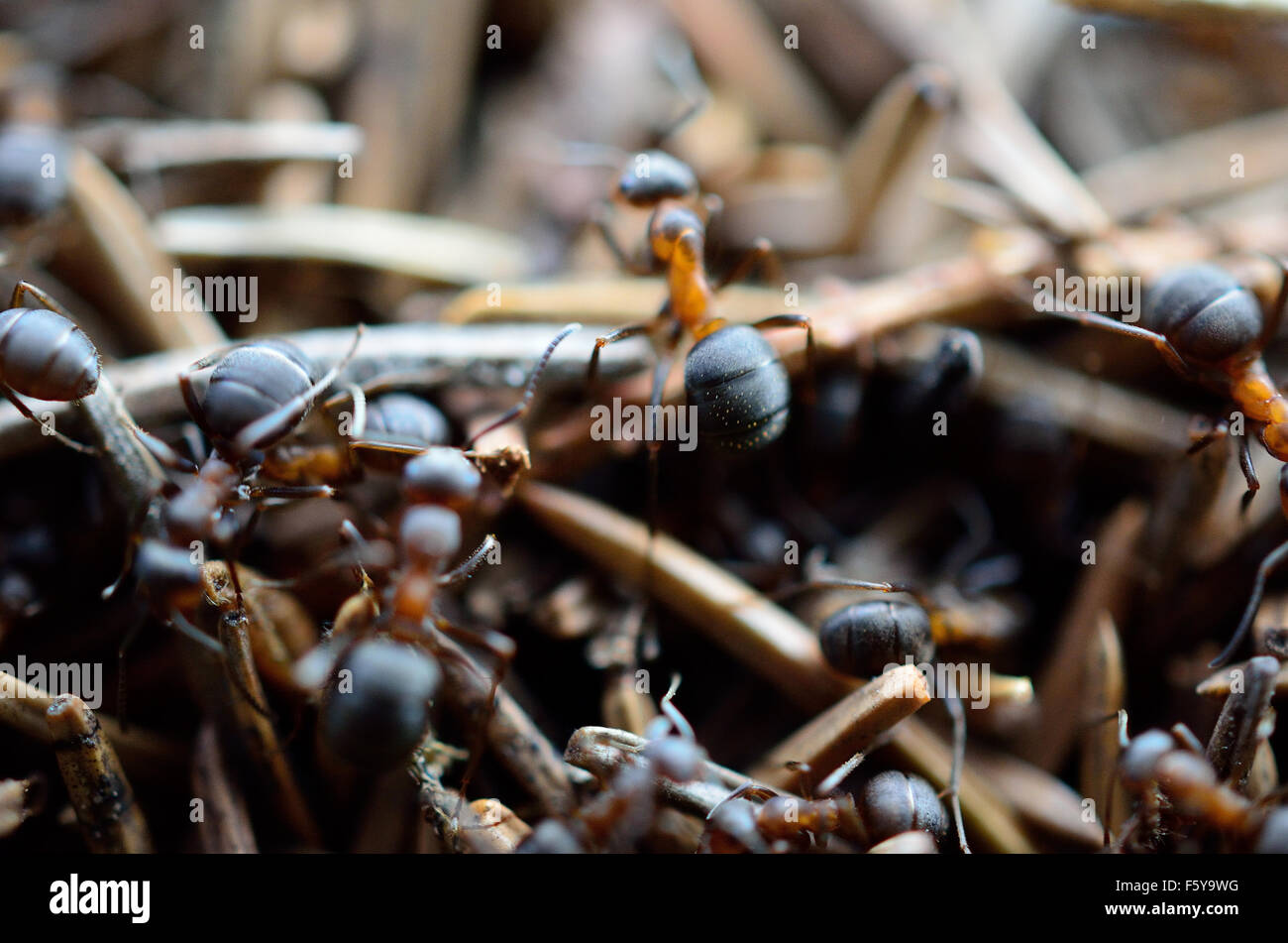 ants working together in ant hill macro photo Stock Photo - Alamy