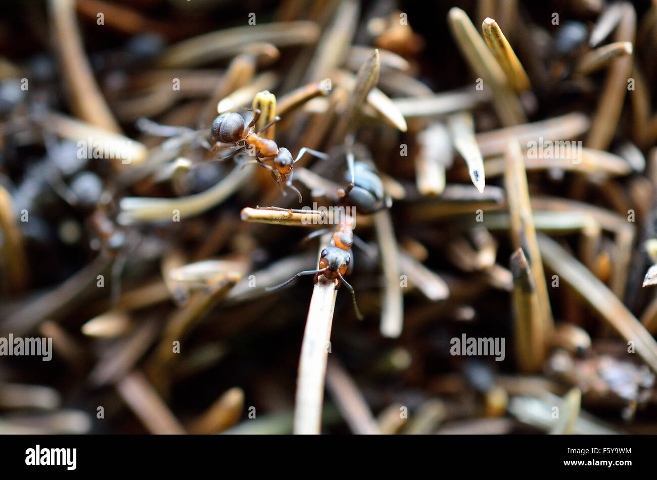 ants working together in ant hill macro photo Stock Photo - Alamy