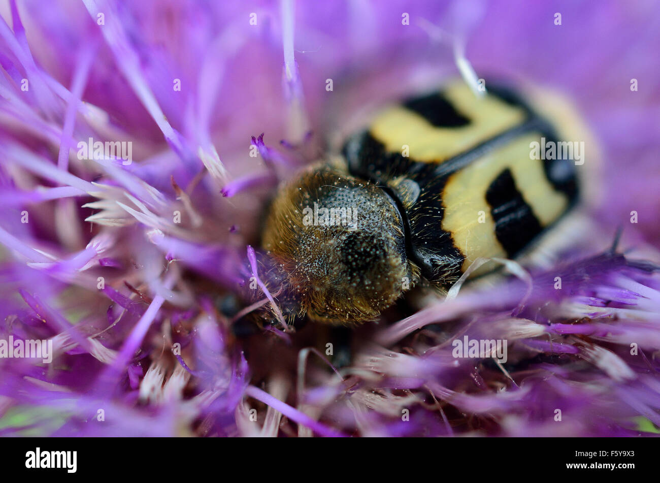 Bumblebee yellow black body hi-res stock photography and images - Alamy