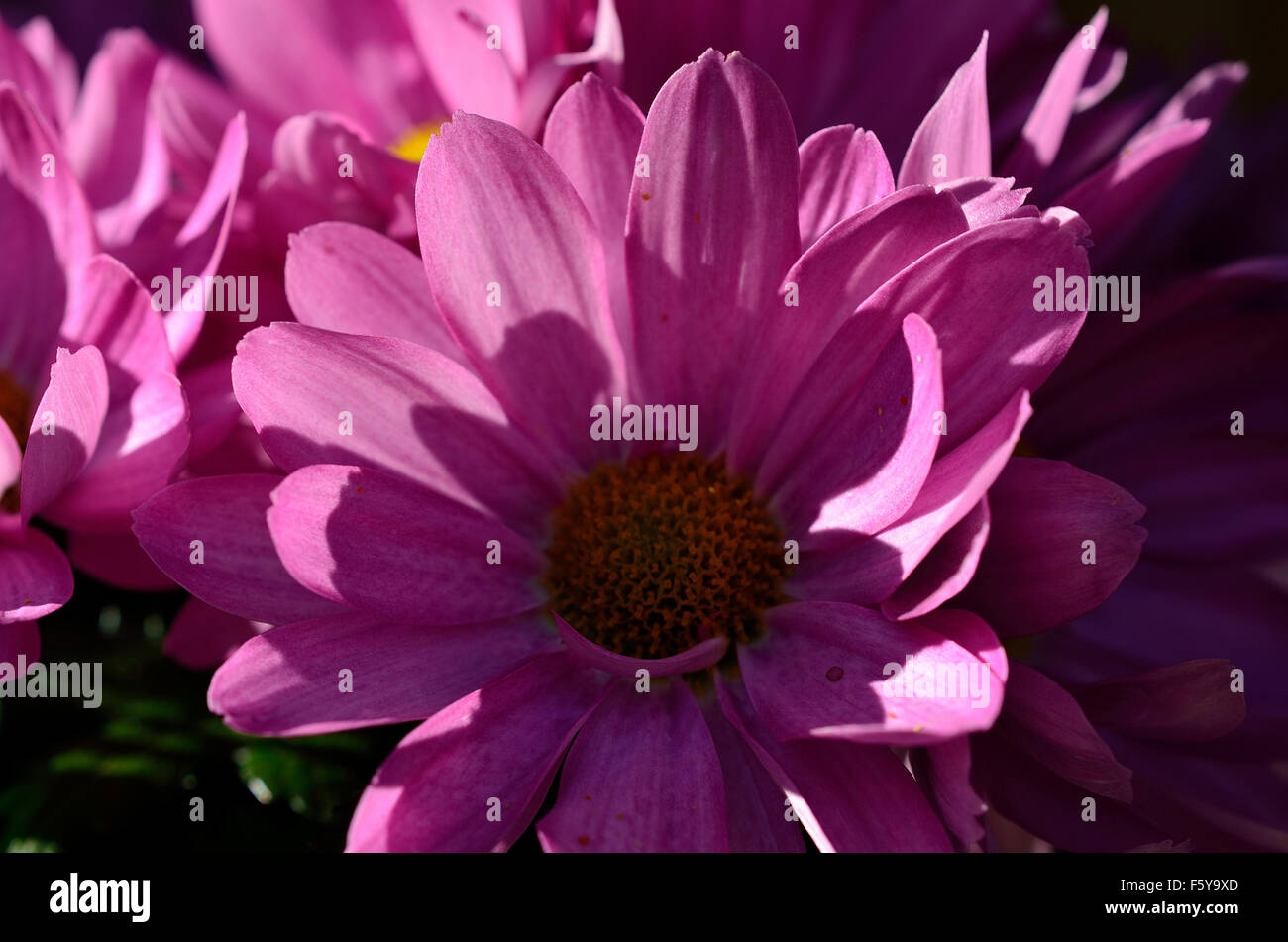 pink wildflower macro photo Stock Photo - Alamy