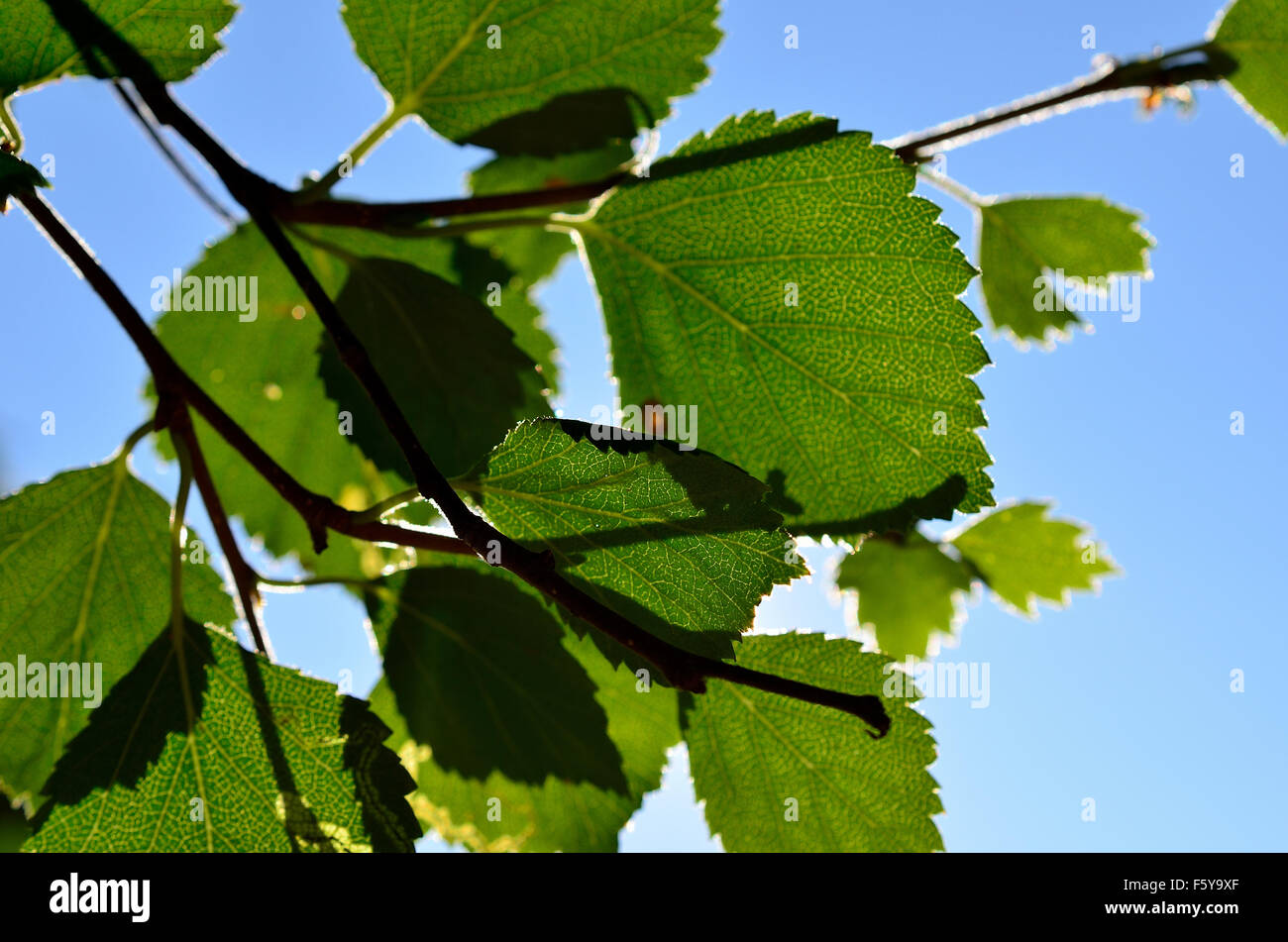 birch tree leaf in summer sun macro photo Stock Photo - Alamy
