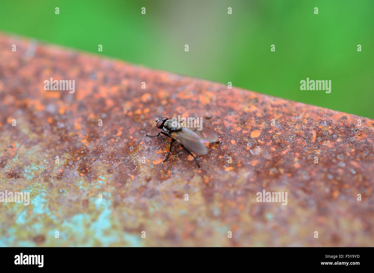 small fly on rusted metal plate macro Stock Photo - Alamy