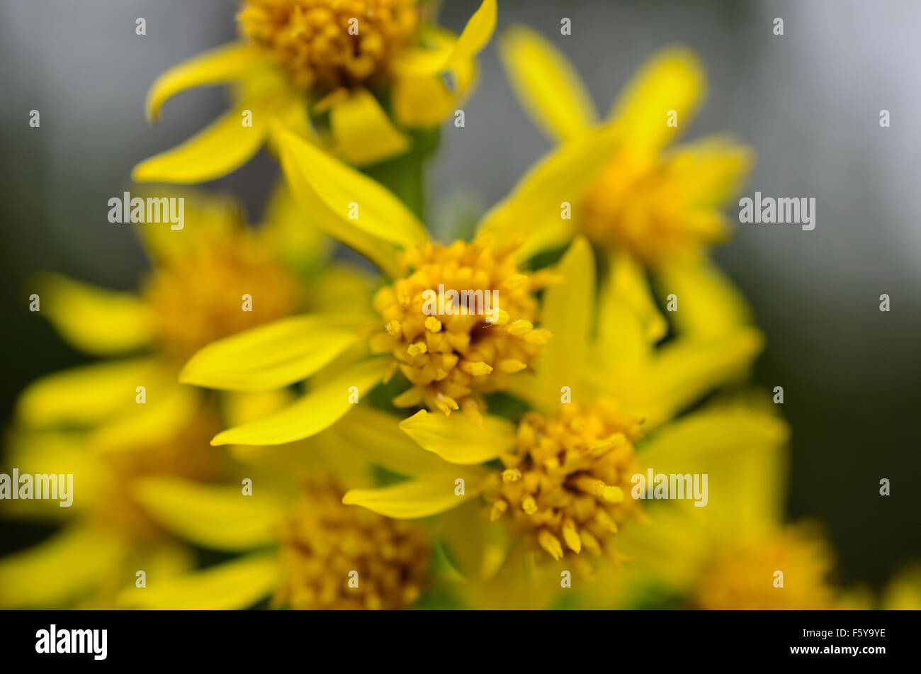 yellow wildflower in summer Stock Photo - Alamy