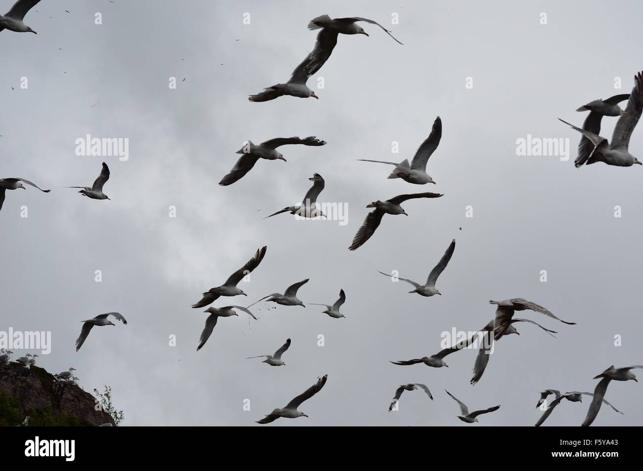 massive seagull flock flying on white cloudy sky in mating season Stock ...
