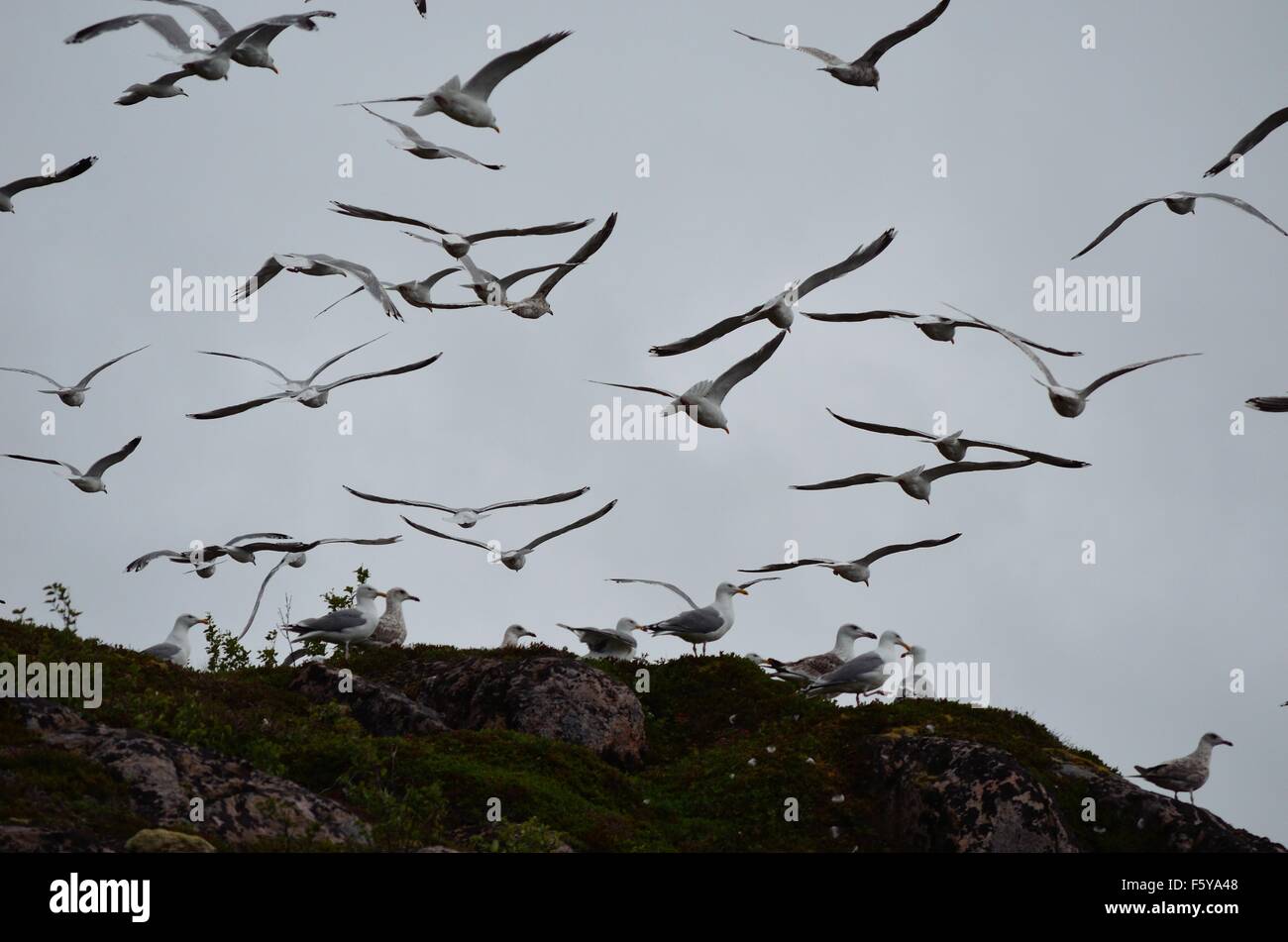 huge seagull flock taking off from mountain top Stock Photo - Alamy