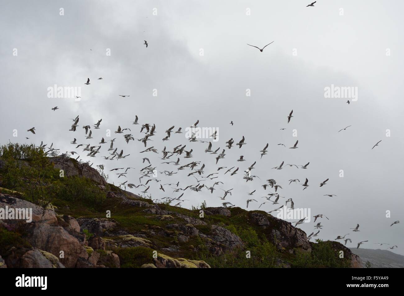 huge seagull flock taking off from mountain top Stock Photo - Alamy