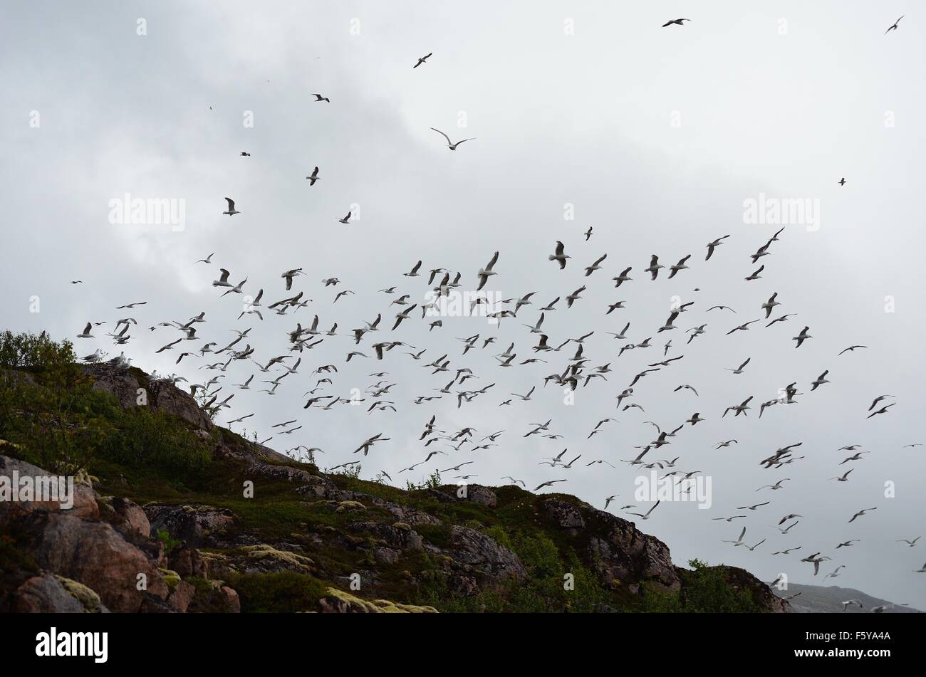 huge seagull flock taking off from mountain top Stock Photo - Alamy