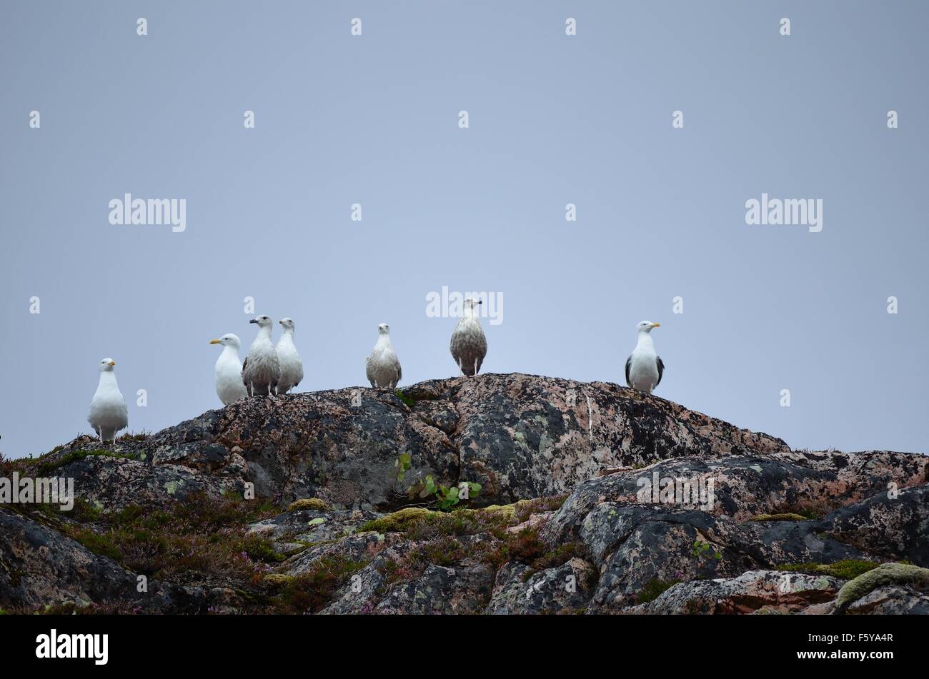 huge seagull flock sitting on mountain top in summer Stock Photo - Alamy