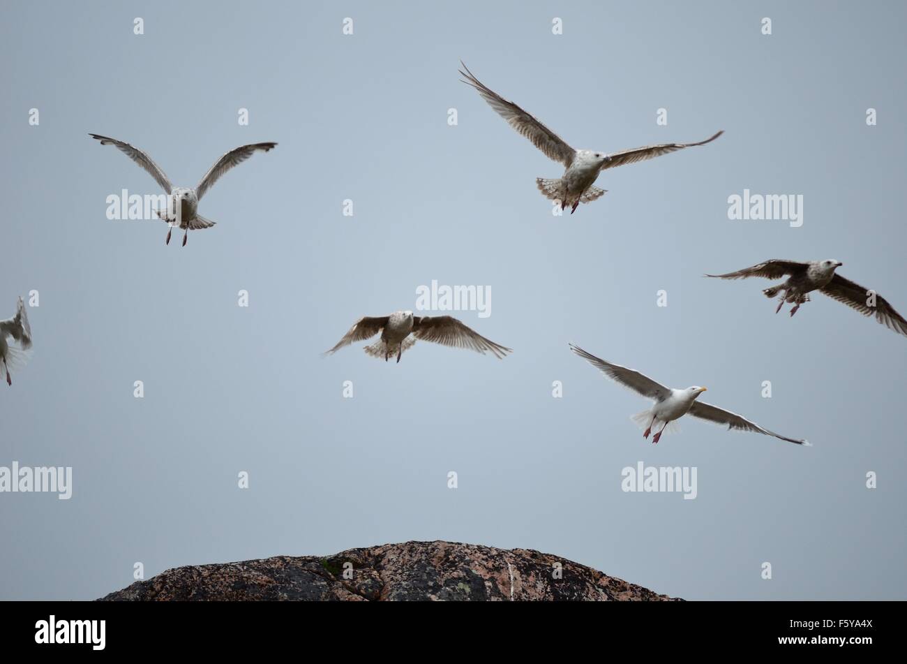 huge seagull flock taking off from mountain top Stock Photo - Alamy