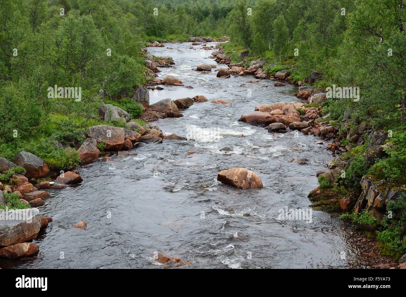 fast flowing salmon river in the arctic circle wilderness in summertime ...