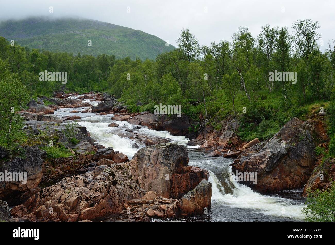 fast flowing salmon river in the arctic circle wilderness in summertime ...