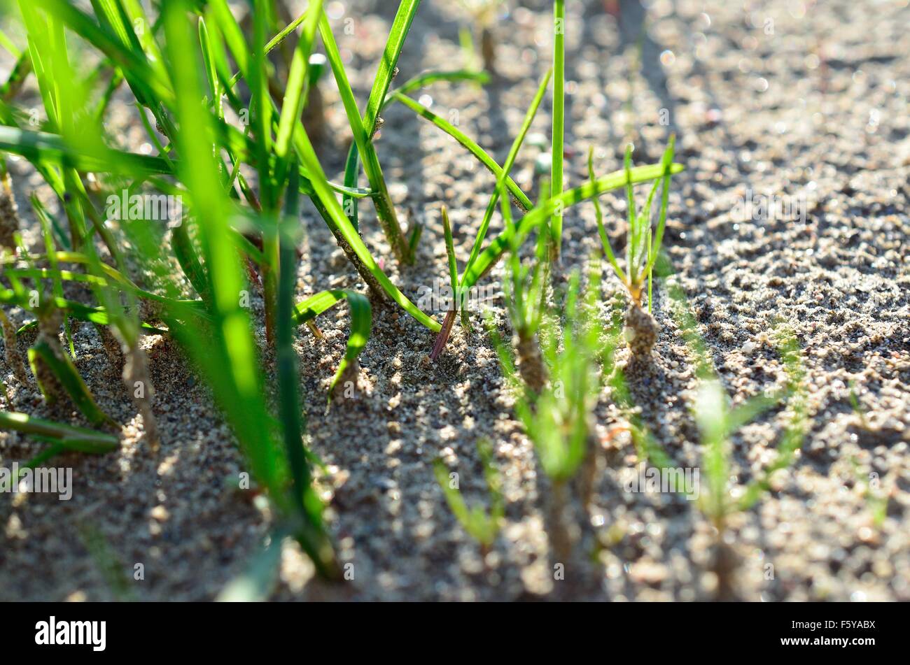 green grass growing in summer sandy earth Stock Photo - Alamy