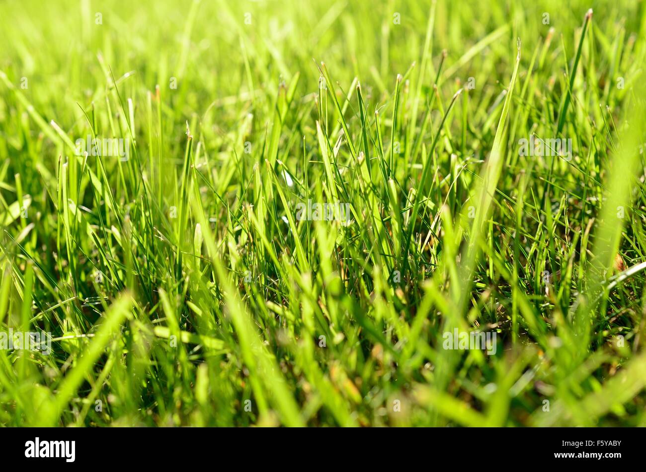 bright green summer grass in sunshine macro photo background Stock ...