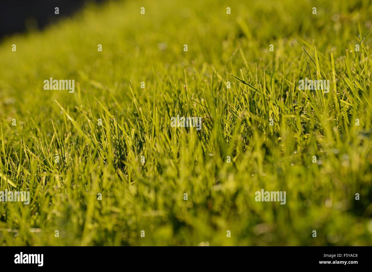 vibrant green summer grass in warming summer sunshine Stock Photo - Alamy