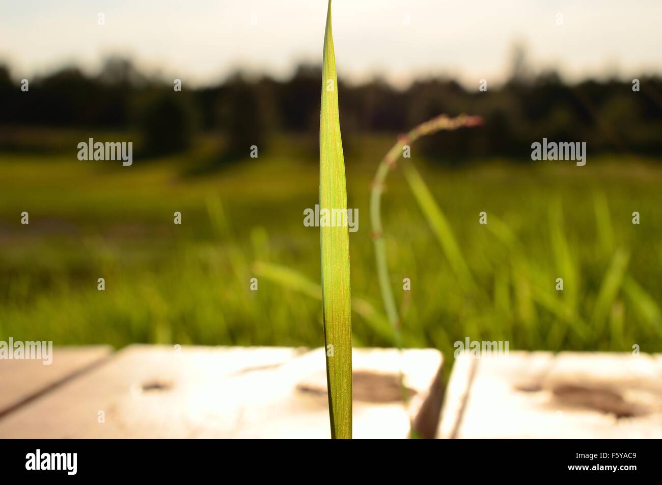 Tall green grass straw in hi-res stock photography and images - Alamy