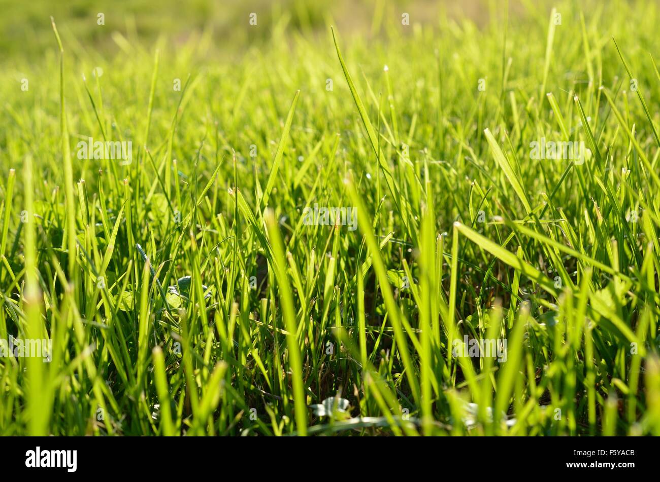 vibrant green summer grass in warming summer sunshine Stock Photo - Alamy