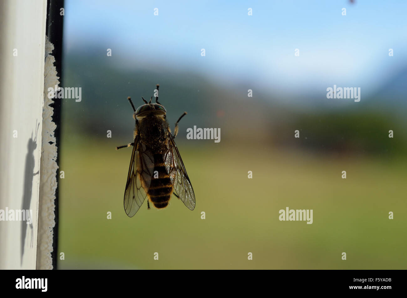 Gadfly bite hi-res stock photography and images - Alamy