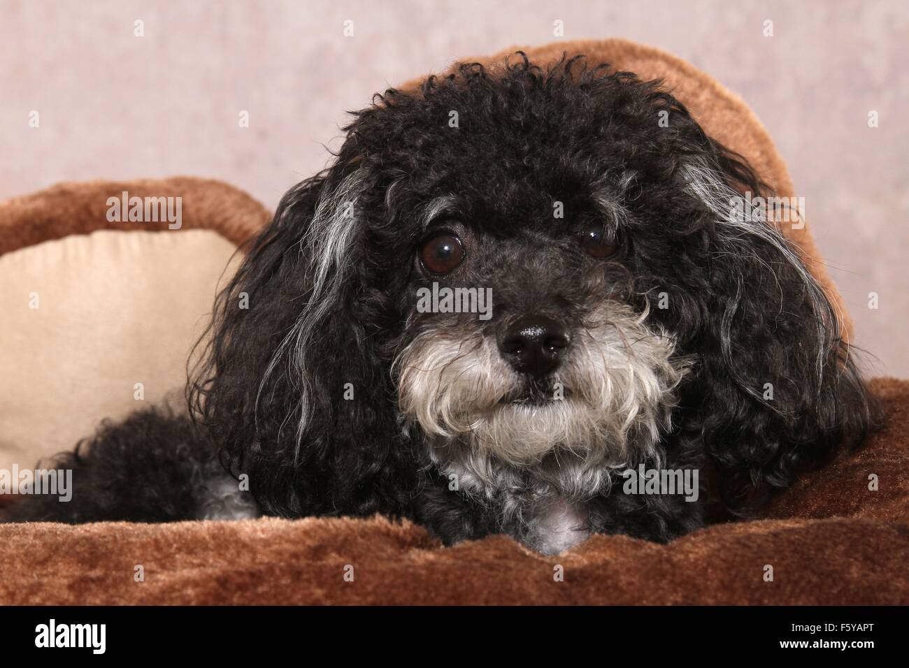 Bolonka zwetna Portrait Stock Photo - Alamy