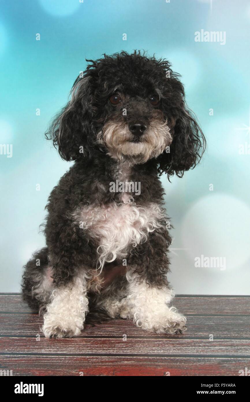 sitting Bolonka zwetna Stock Photo - Alamy