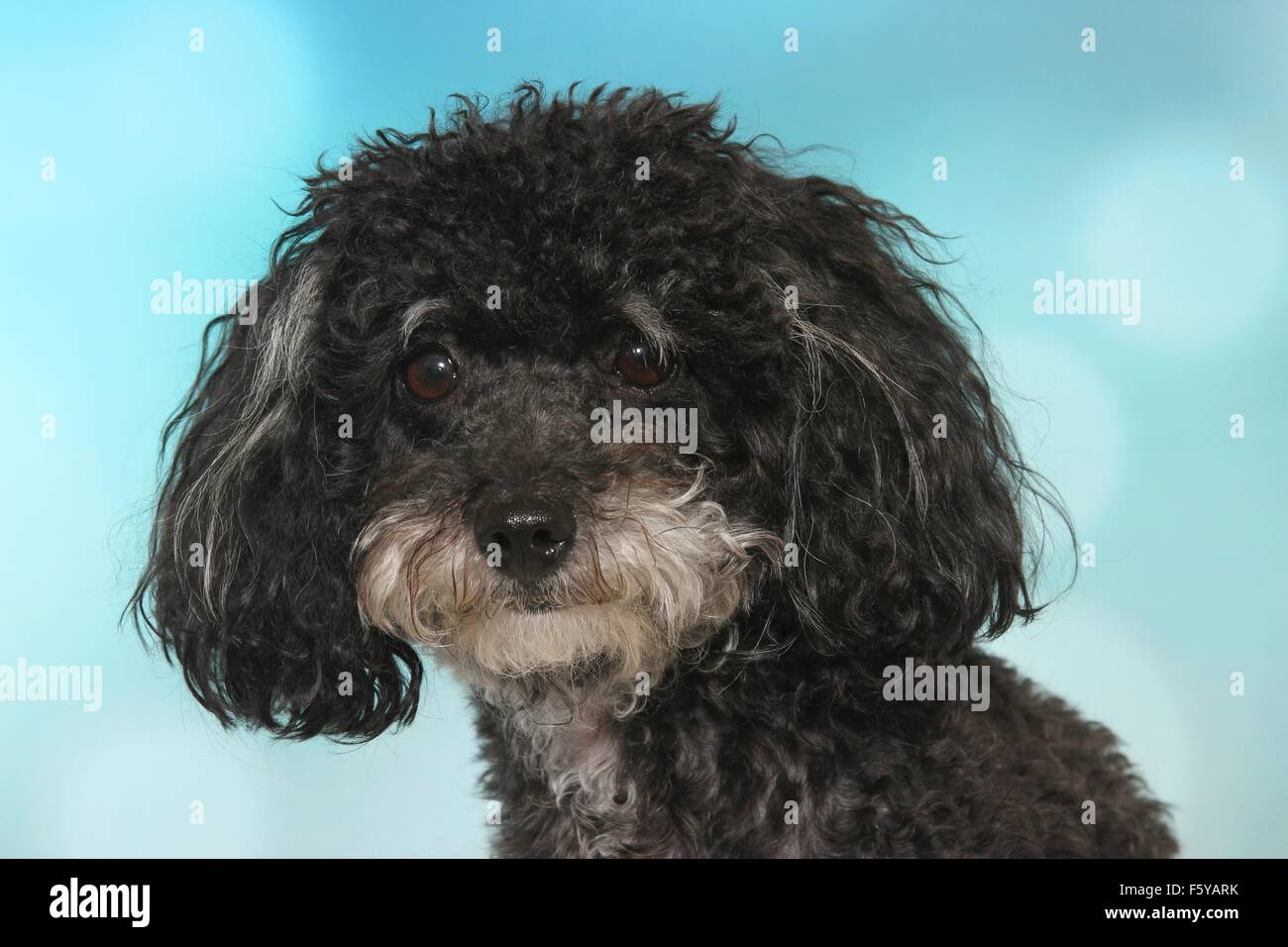 Bolonka zwetna Portrait Stock Photo - Alamy