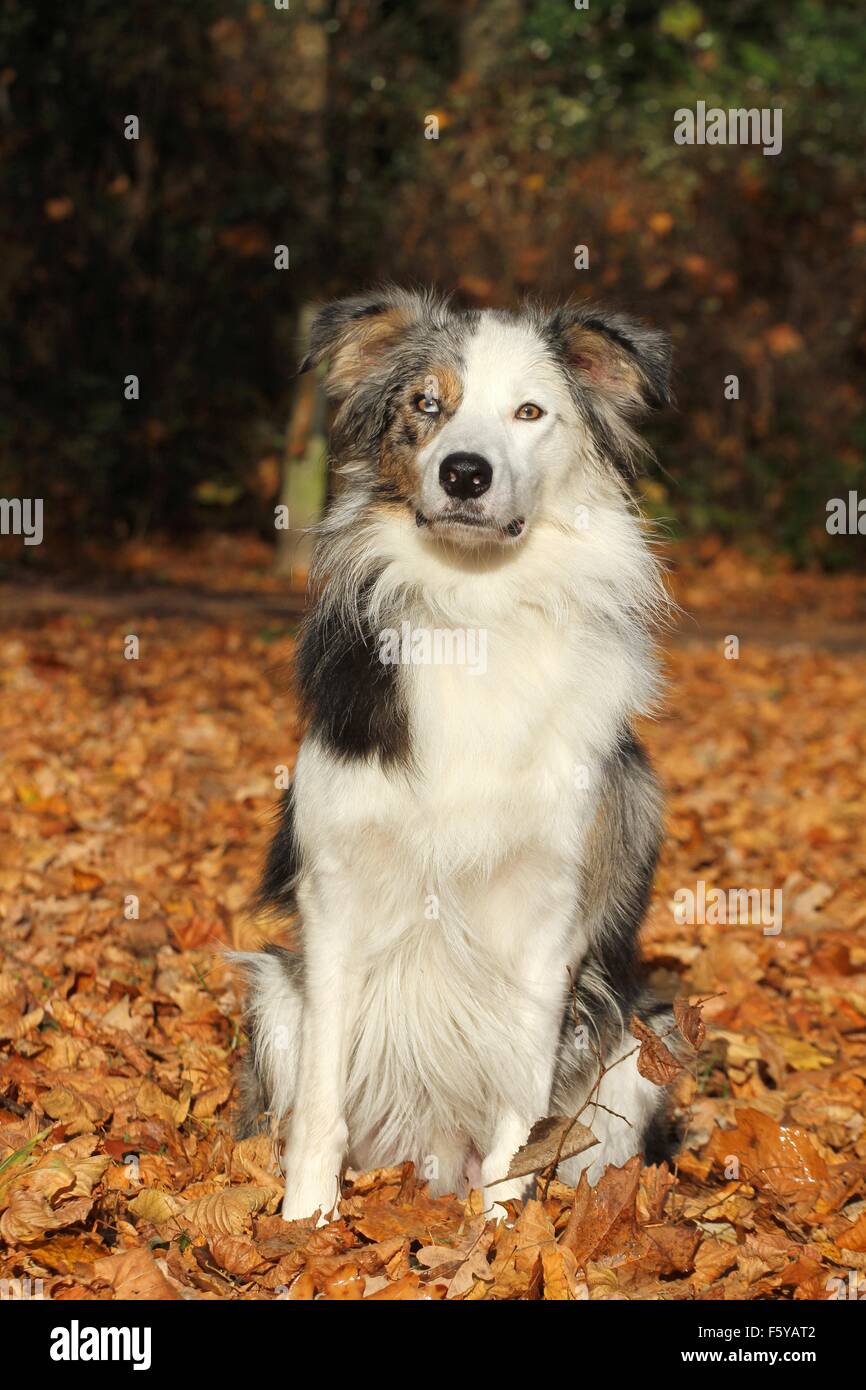 sitting Border Collie Stock Photo - Alamy