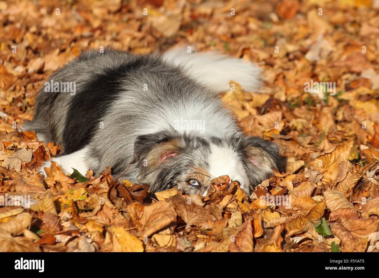 Border collie at rest hi-res stock photography and images - Alamy