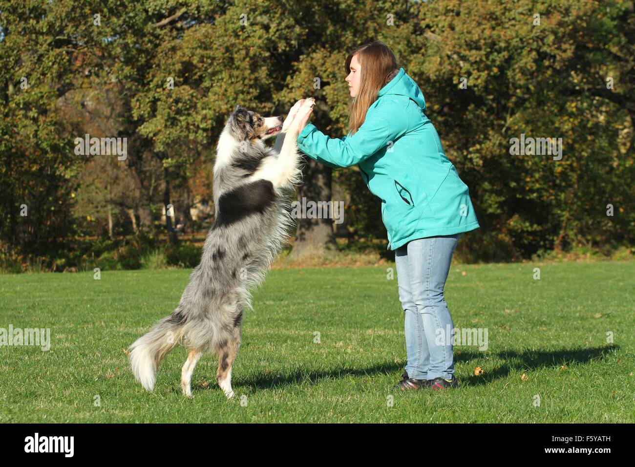 Border Collie shows trick Stock Photo - Alamy