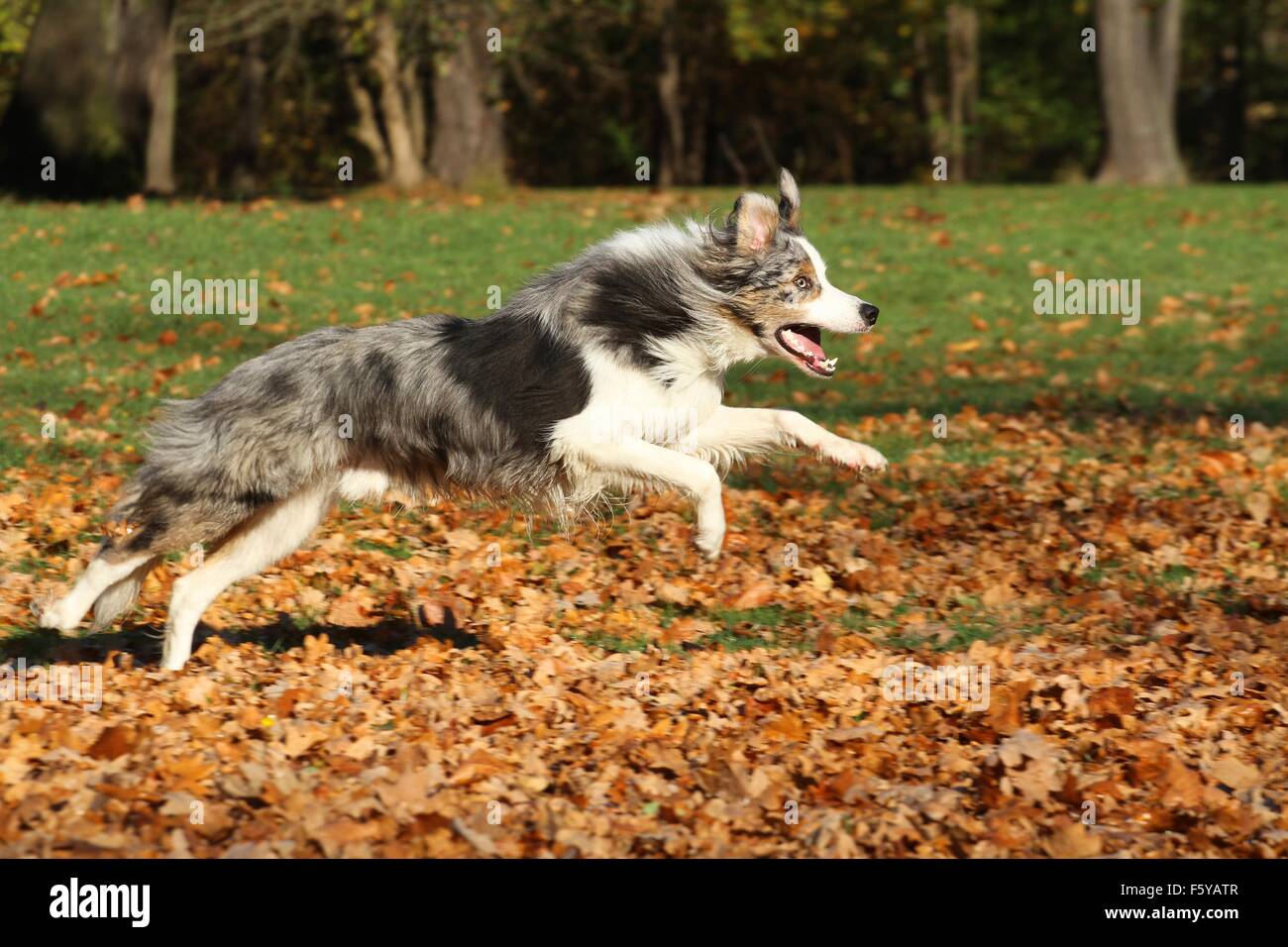 running Border Collie Stock Photo - Alamy