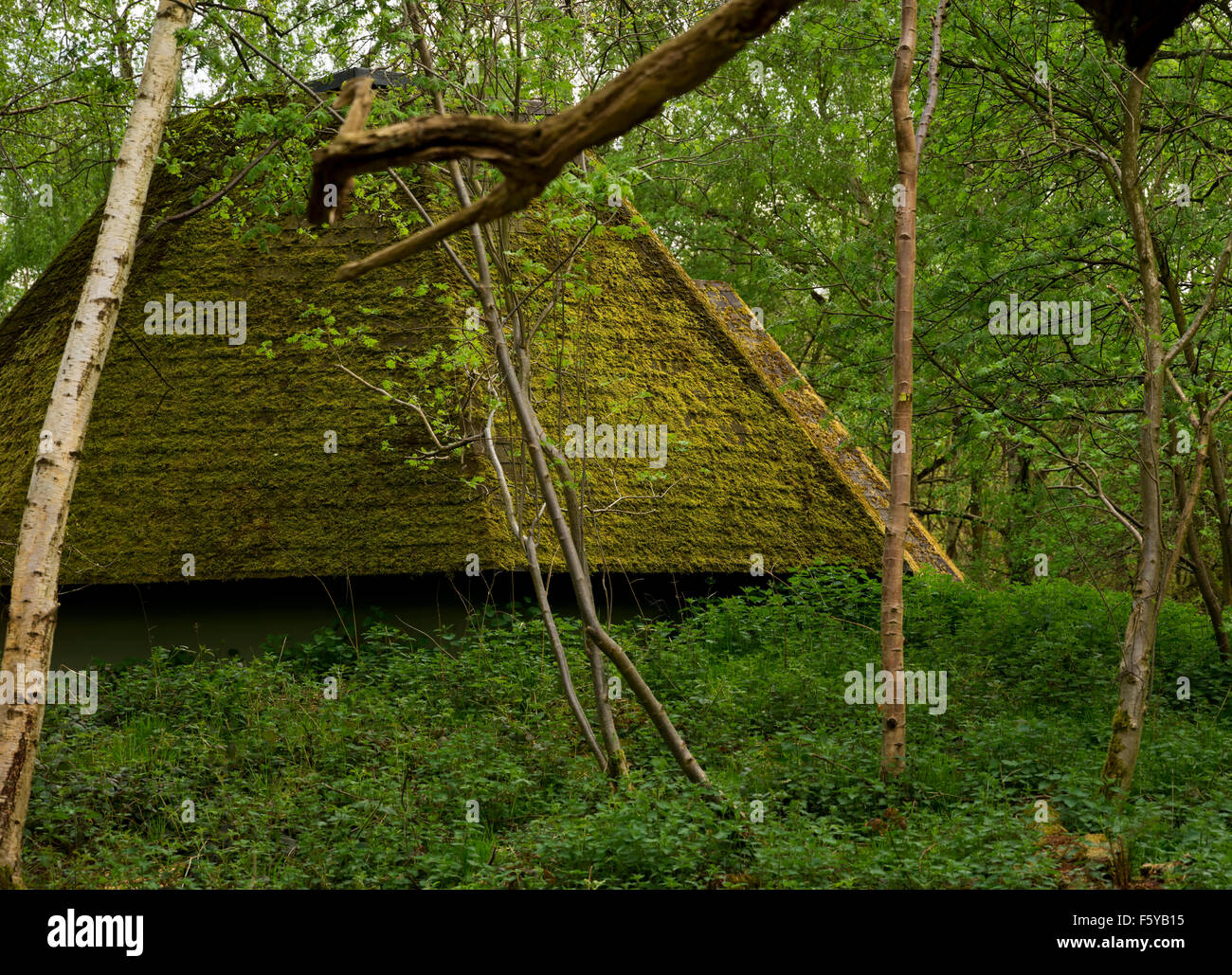 Nottingham Forest, Robin Hood Country, Oak, Great Oak, Nottingham ...