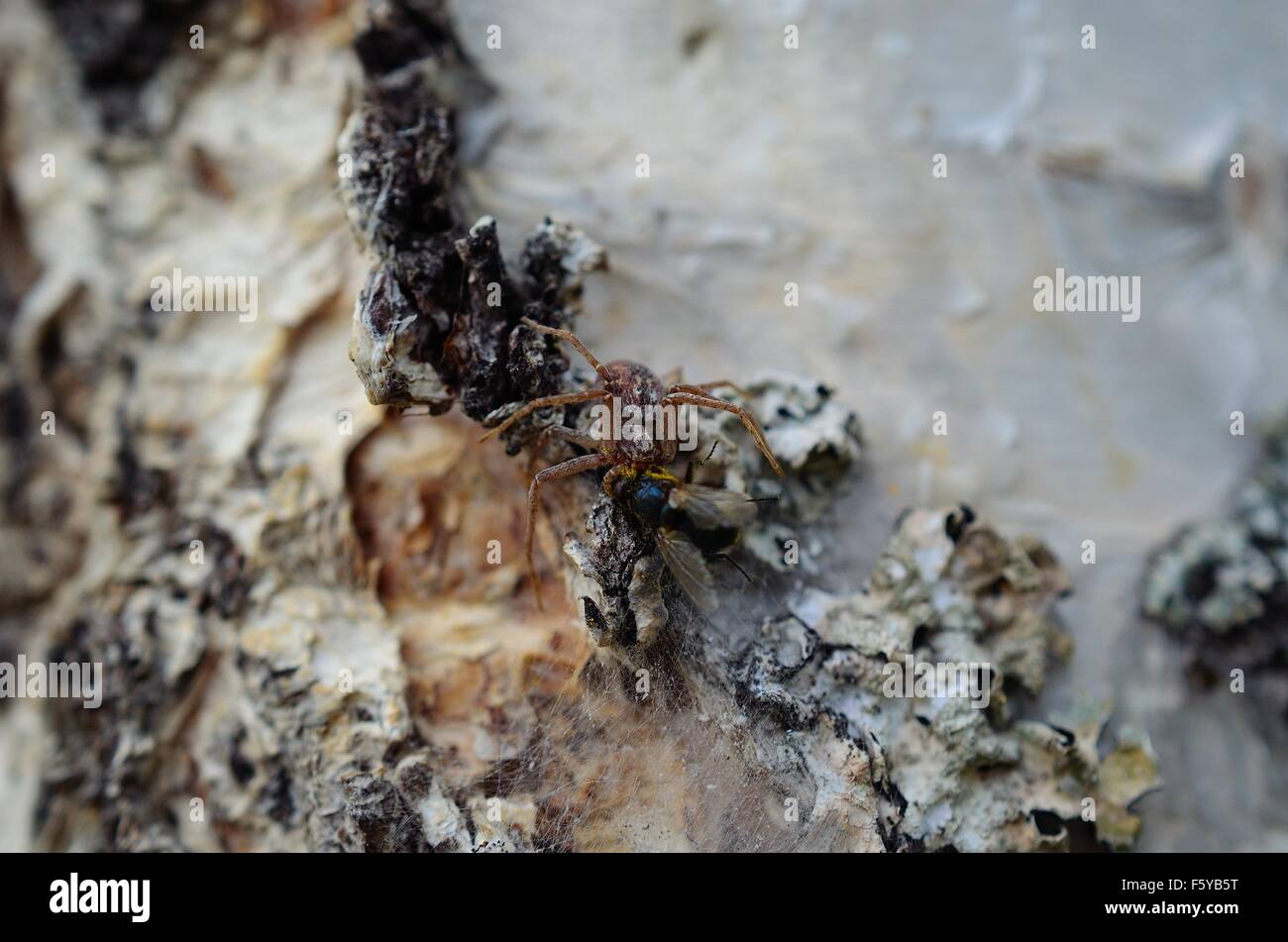 Spider devouring an insect hi-res stock photography and images - Alamy