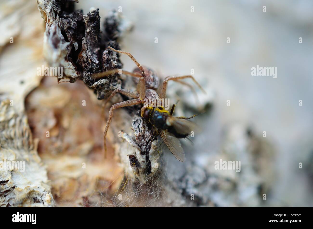 Spider devouring an insect hi-res stock photography and images - Alamy