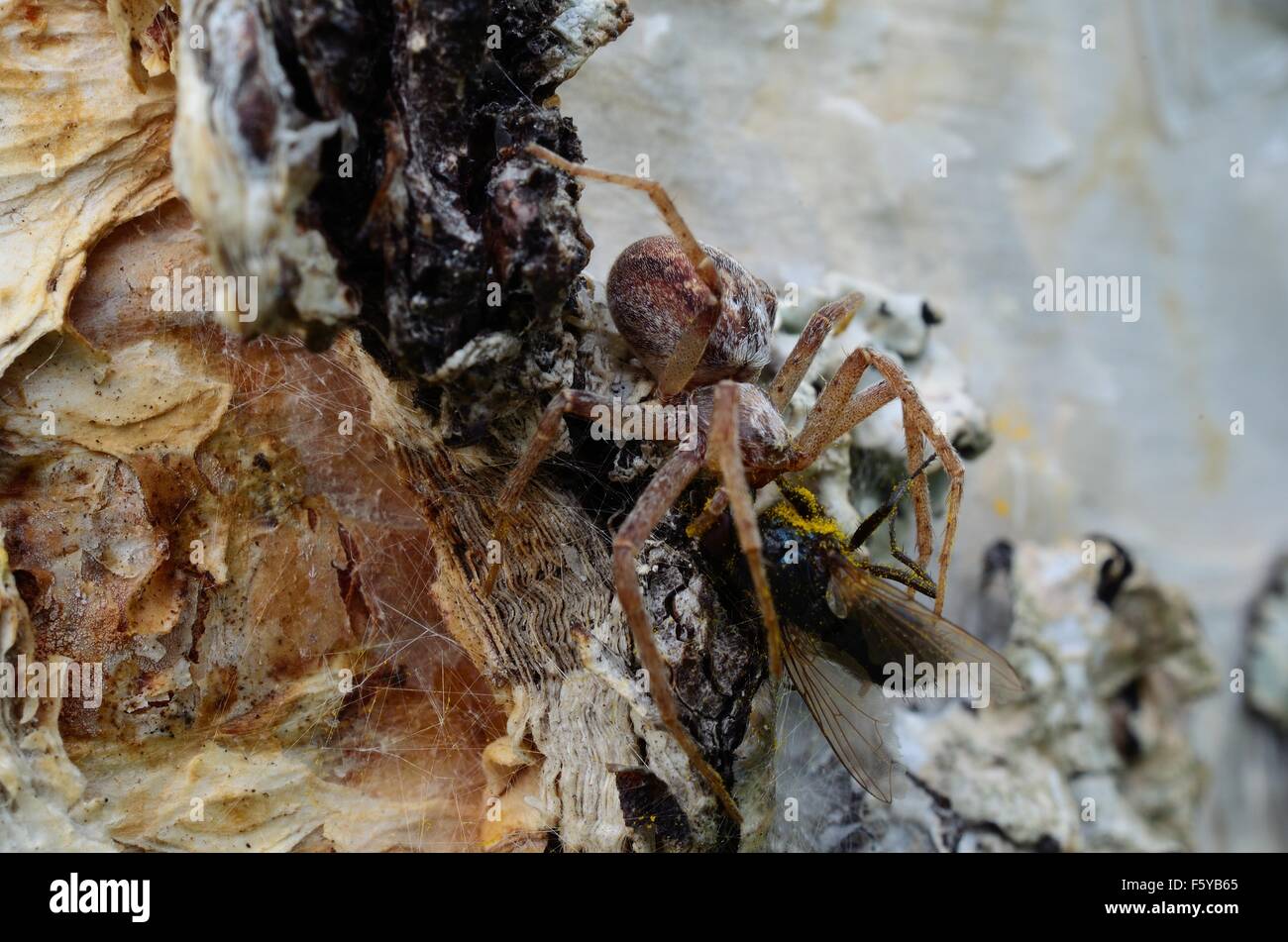 Spider devouring an insect hi-res stock photography and images - Alamy