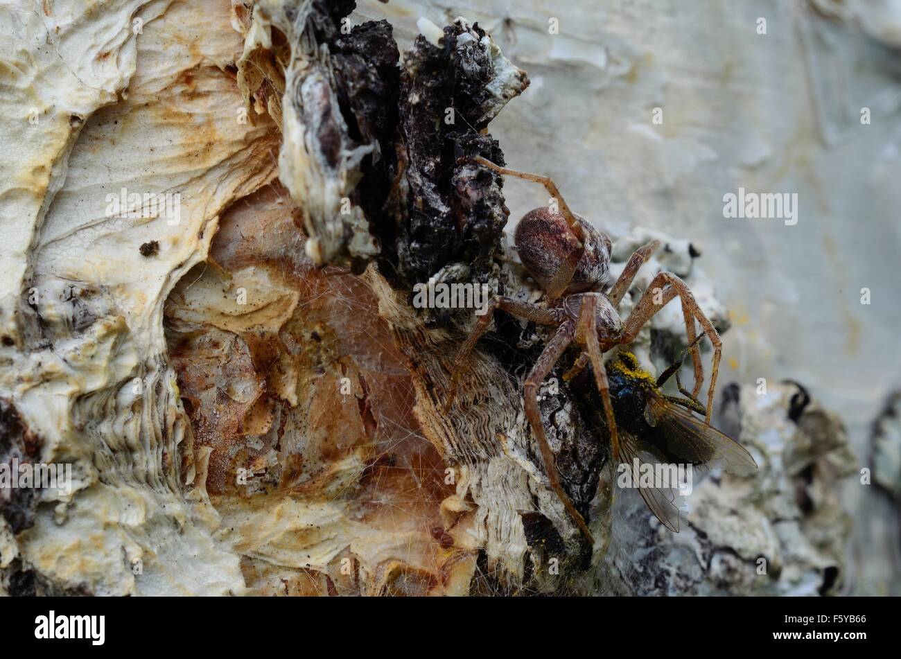 Spider devouring an insect hi-res stock photography and images - Alamy