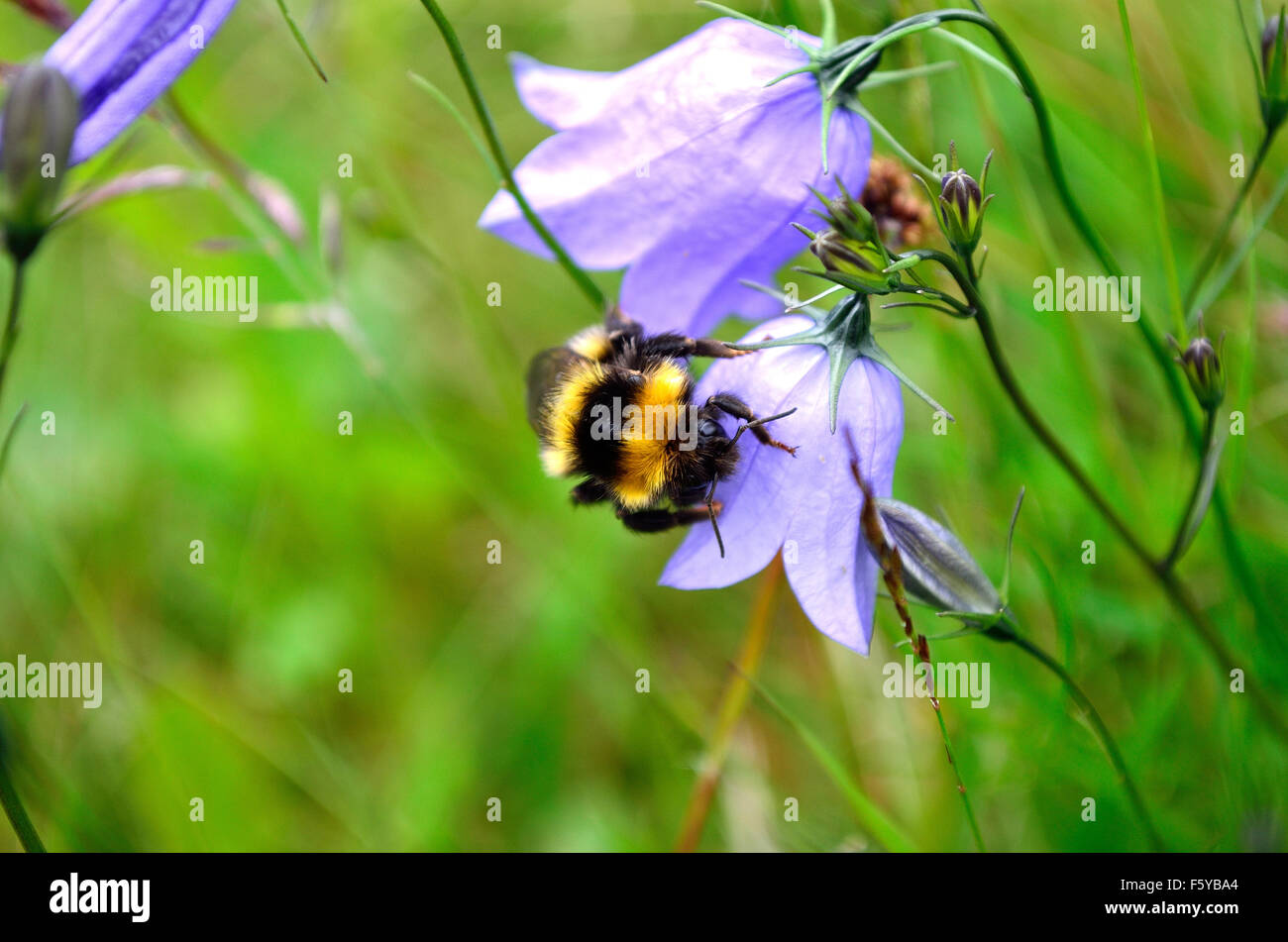bumblebee pollinating blue bellflower in summer nature Stock Photo - Alamy