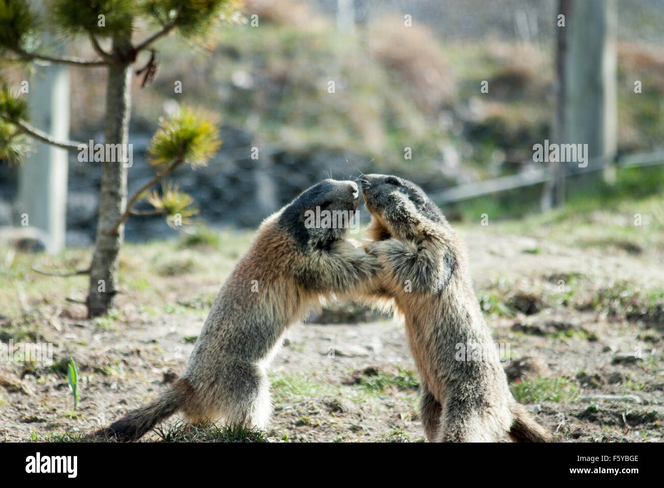 Marmots and fighting hi-res stock photography and images - Alamy