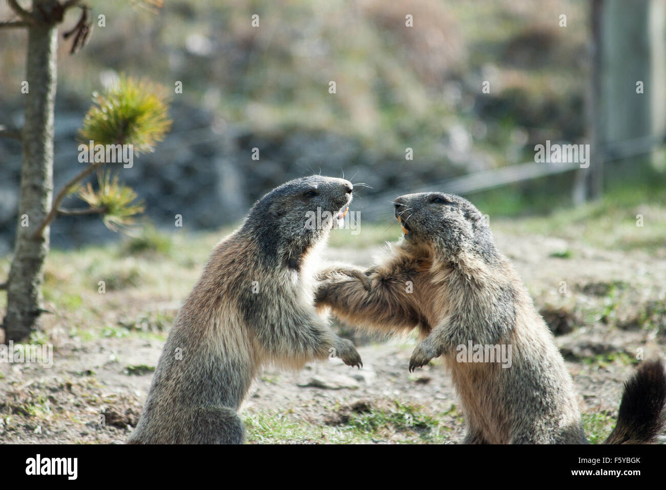Marmotte alpine hi-res stock photography and images - Alamy