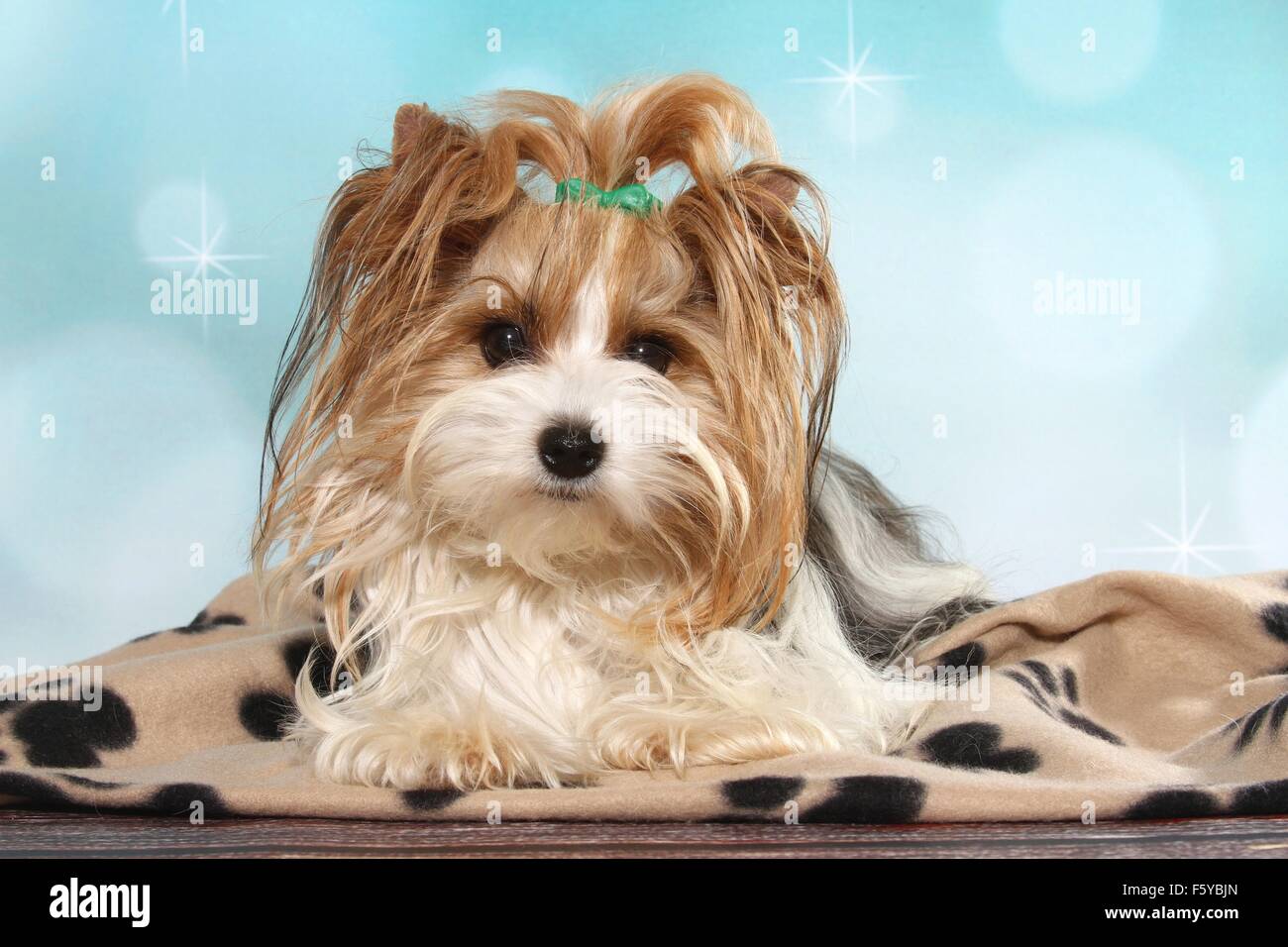 What Is A F1 Biewer Yorkie