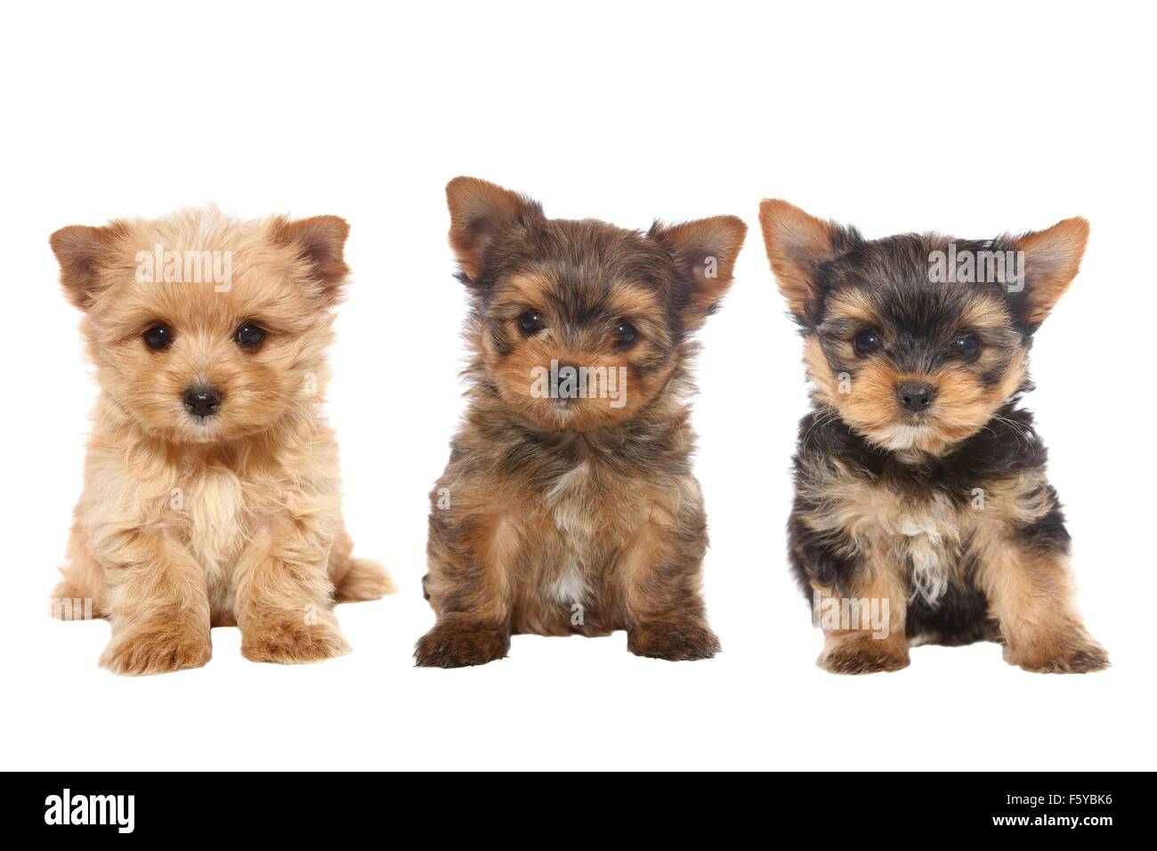 3 Yorkshire Terrier Puppies Stock Photo - Alamy