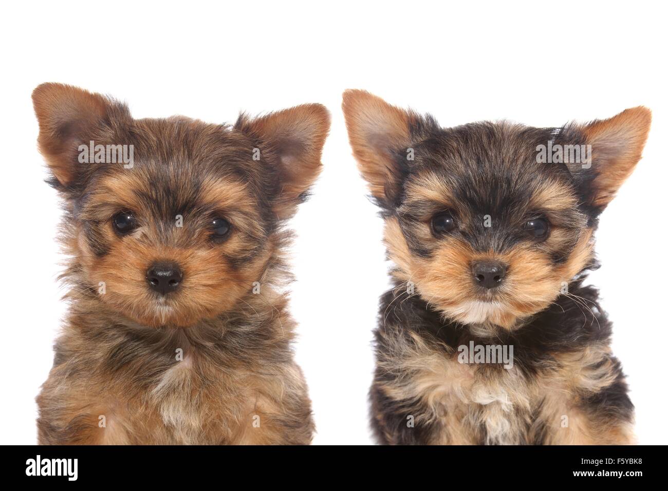 Two young yorkshire terrier dogs hi-res stock photography and images ...