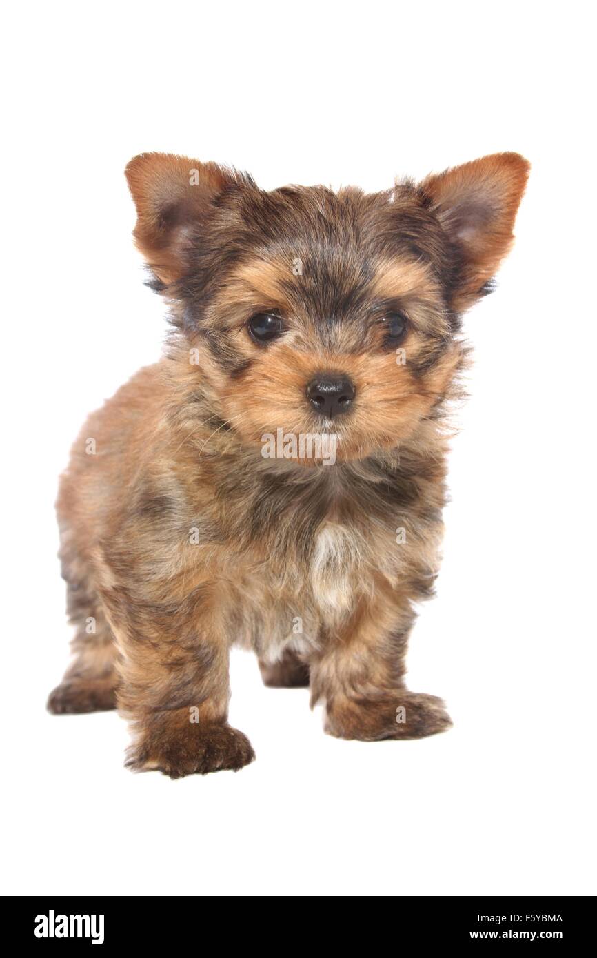 standing Yorkshire Terrier Puppy Stock Photo - Alamy