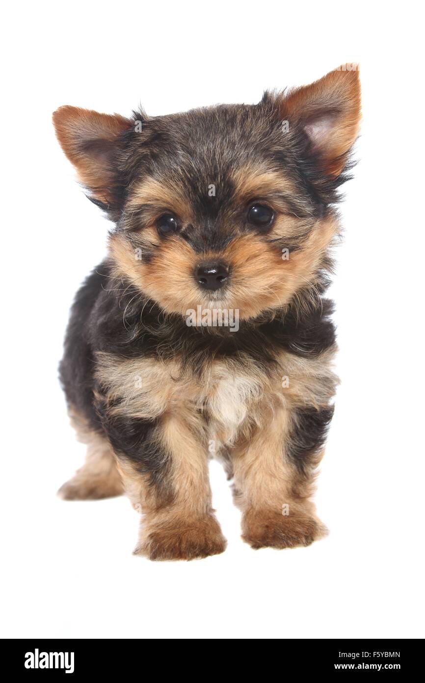 standing Yorkshire Terrier Puppy Stock Photo - Alamy