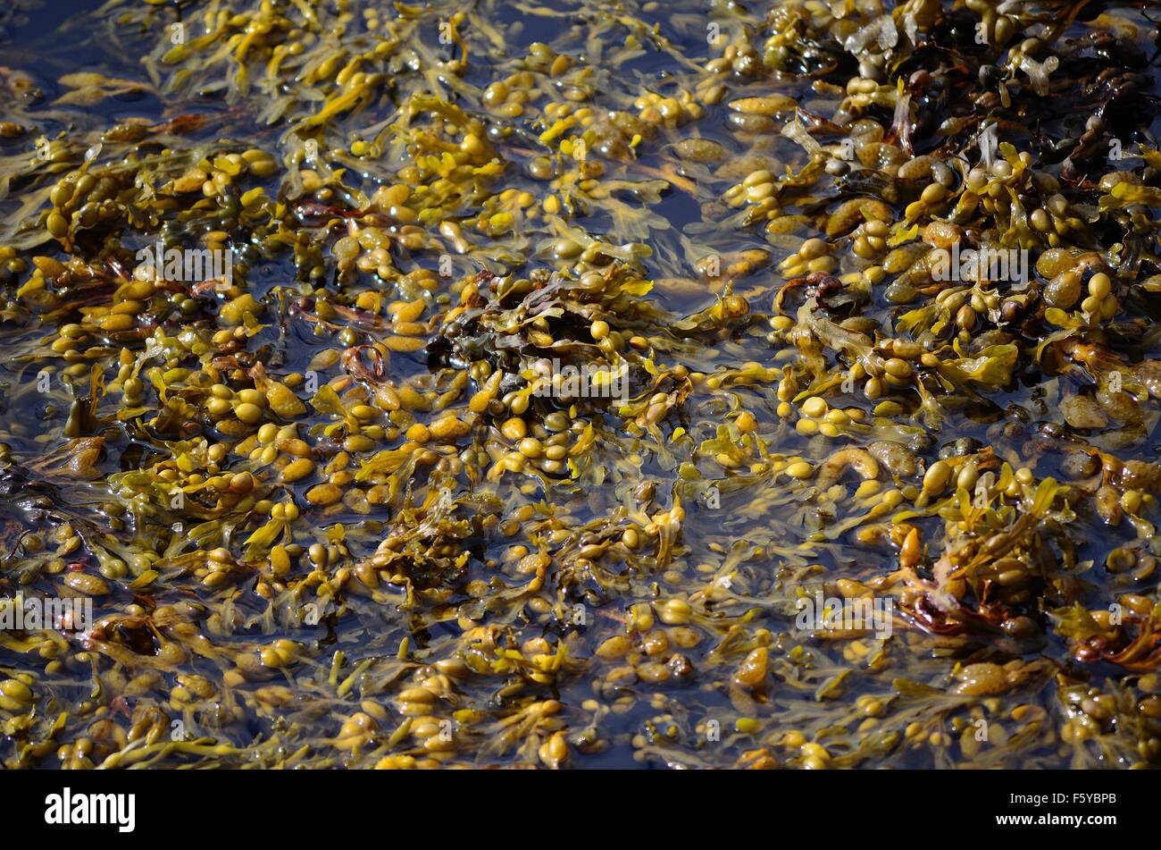 massive masses of brown sea weed floating in sea near shore background ...